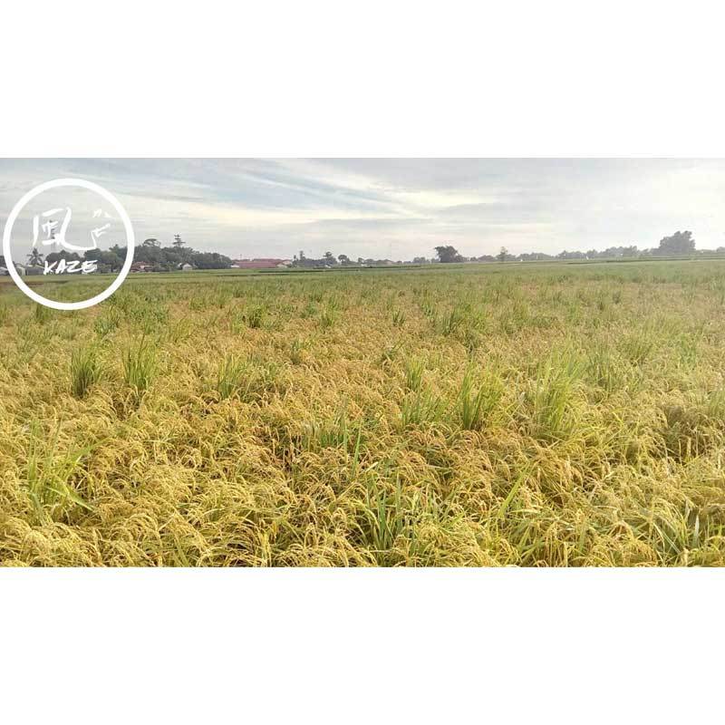 Jual Kaze Rice Beras Putih Jepang Nikomaru Di Seller Kaze Rice ...
