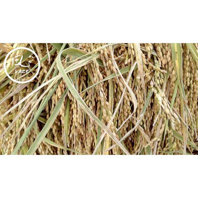 Jual Kaze Rice Beras Putih Jepang Nikomaru Di Seller Kaze Rice ...