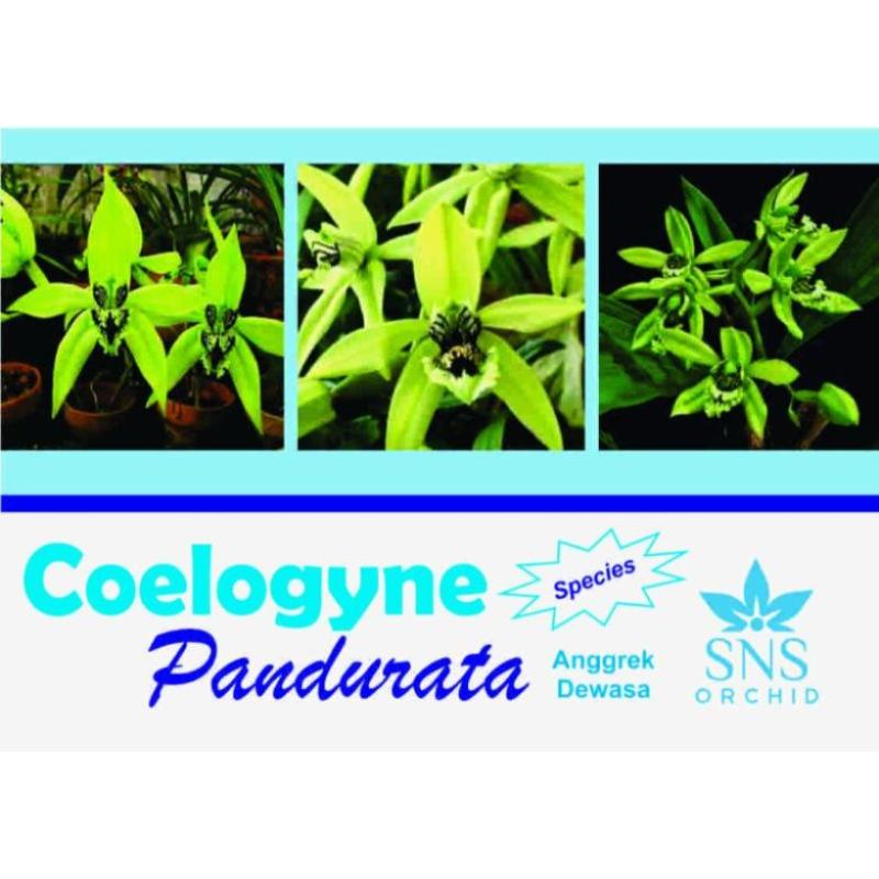 Jual Anggrek Hitam Kalimantan Coelogyne Pandurata Dewasa Siap Bunga ...
