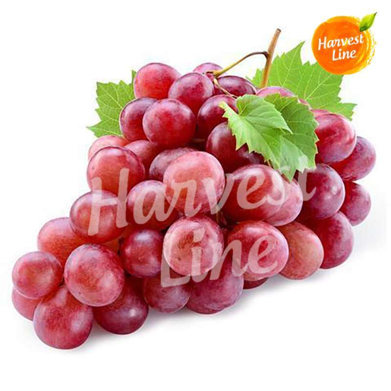 Jual BUAH ANGGUR MERAH RED GLOBE IMPORT 500 GR [HARVEST LINE] Halal di ...