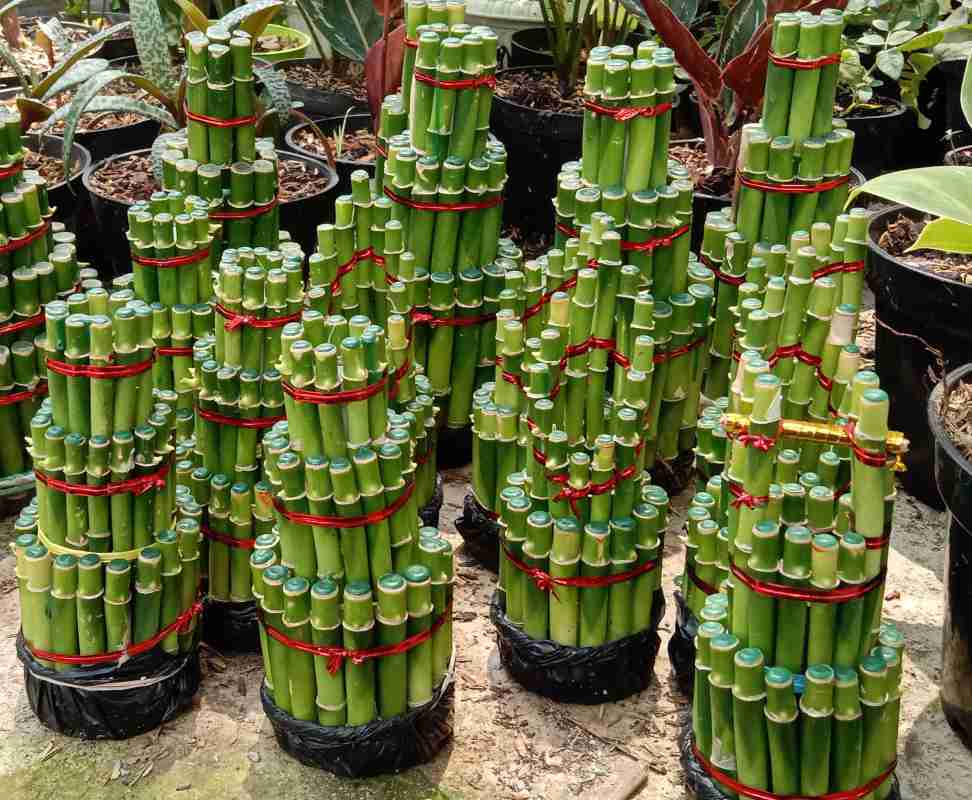 Jual BAMBU HOKI 3 SUSUN BESAR TANAMAN HIAS di Seller SULTAN BUNGA UTAMA ...