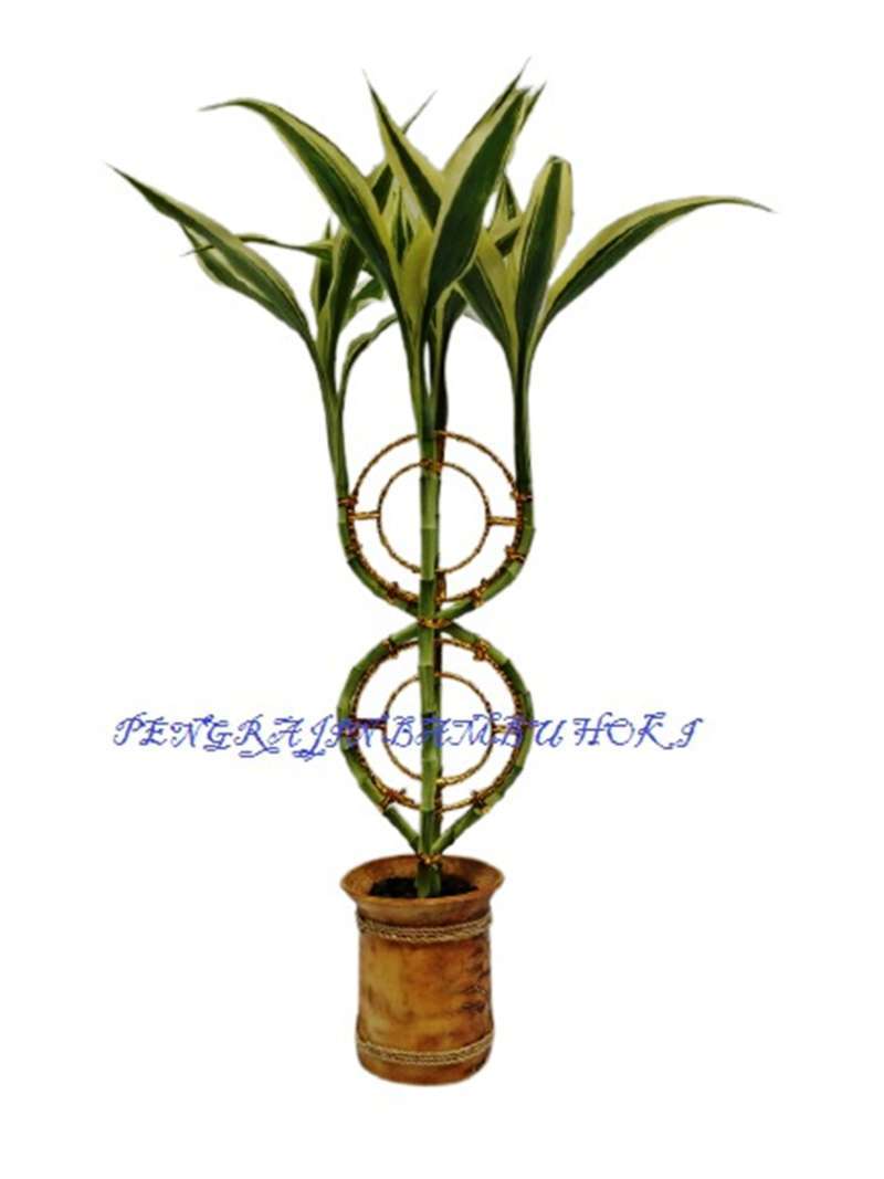 Jual BAMBU HOKI BAMBU REJEKI BAMBU SRI REZEKI LUCKY BAMBOO PBH05 di ...
