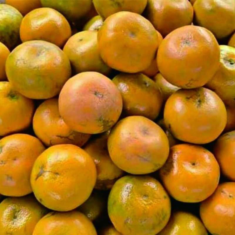 Jual Buah Jeruk Medan Grade Super dan A-B Segar 1kg Bandung - Super ...