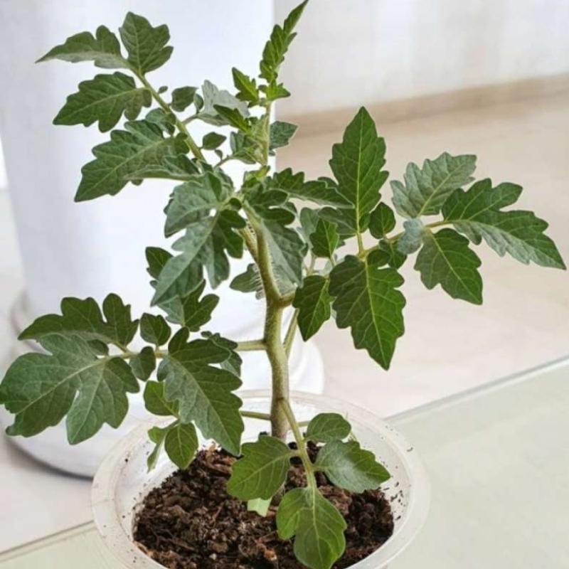 Jual tanaman buah tomat cherry premium di Seller taman bibit segar ...