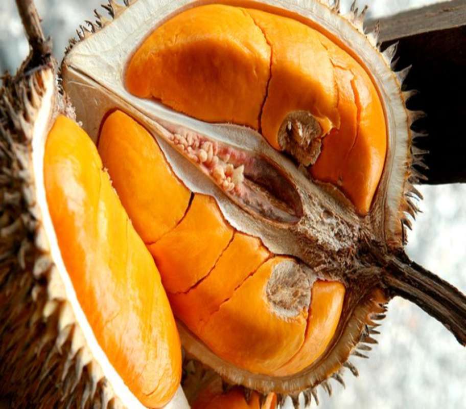 Jual Buah Lay Khas Kalimantan Populer Di Seller Filadelpia Store ...