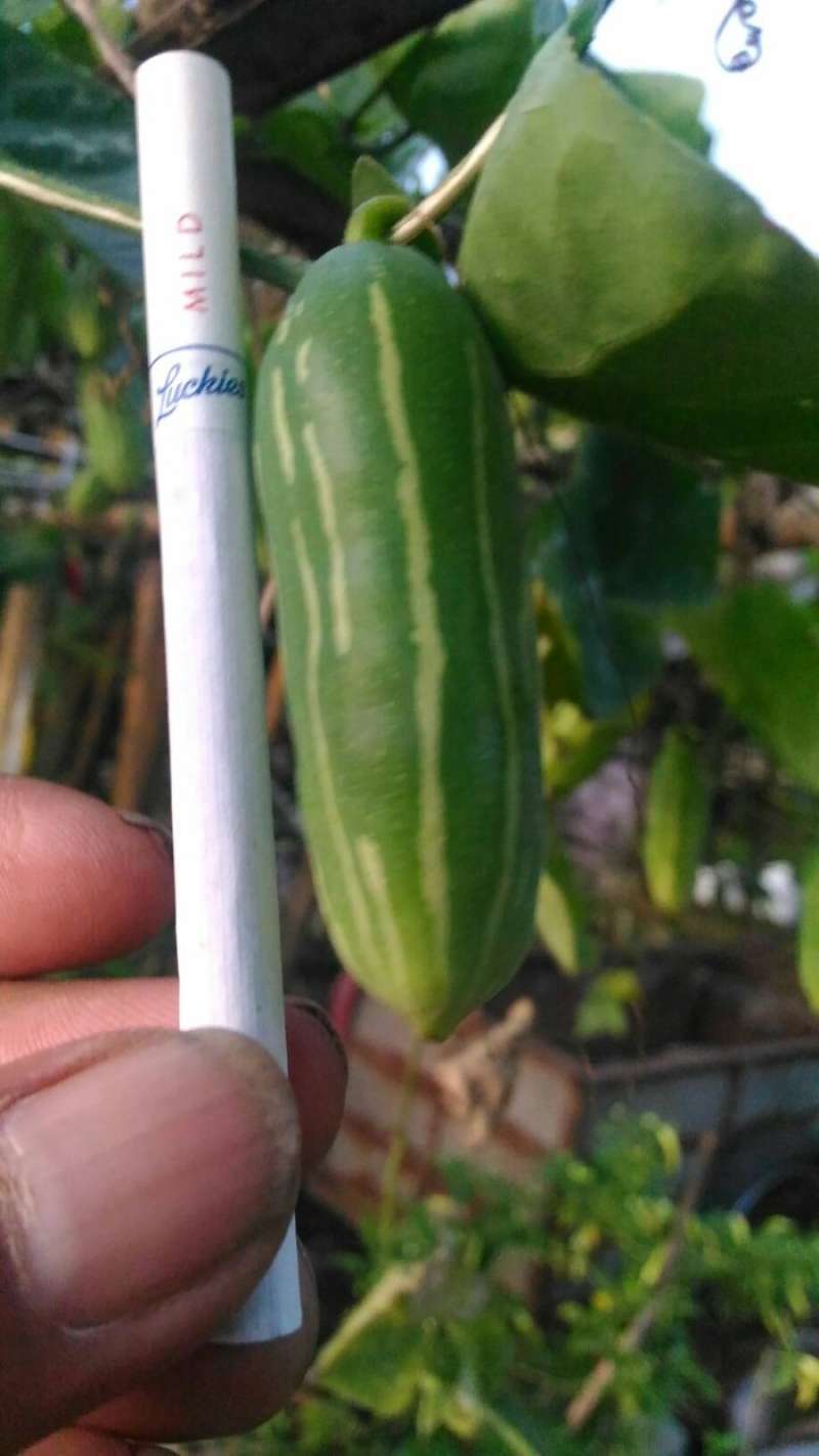 Jual Bibit Timun Padang - Timun Tikus - Mentimun - Buah Coccinia Di ...