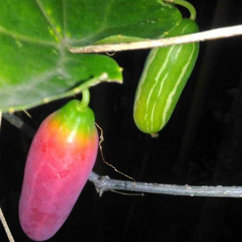 Jual Bibit Timun Padang - Timun Tikus - Mentimun - Buah Coccinia Di ...