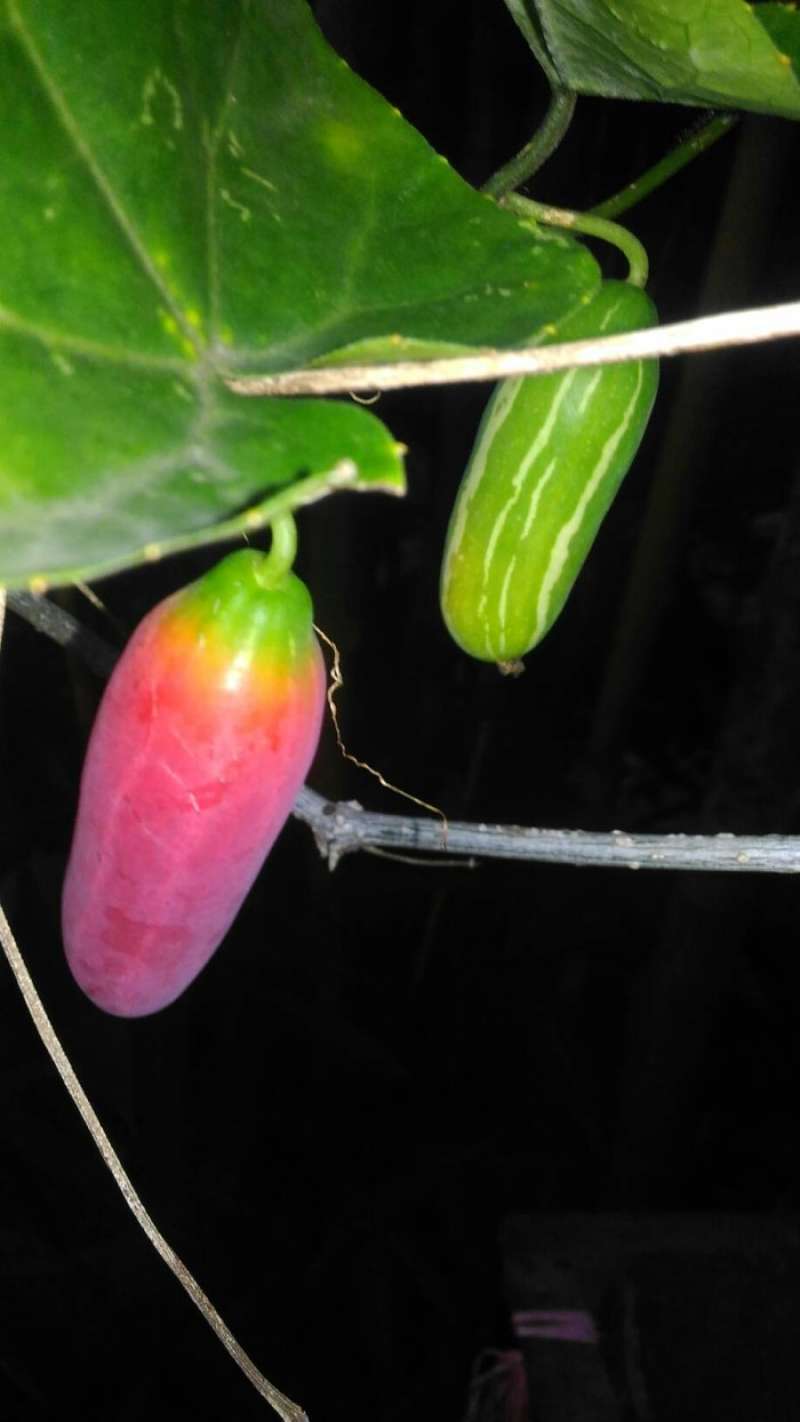 Jual Bibit Timun Padang - Timun Tikus - Mentimun - Buah Coccinia di ...