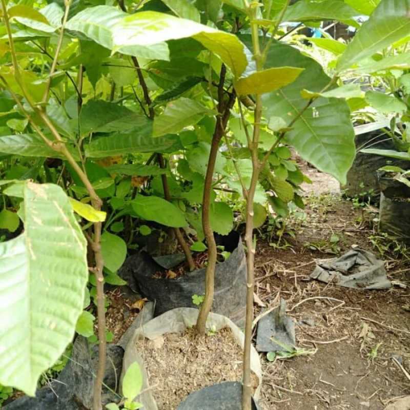 Jual Bibit pohon buah matoa super - pohon buah khas papua di Seller ...