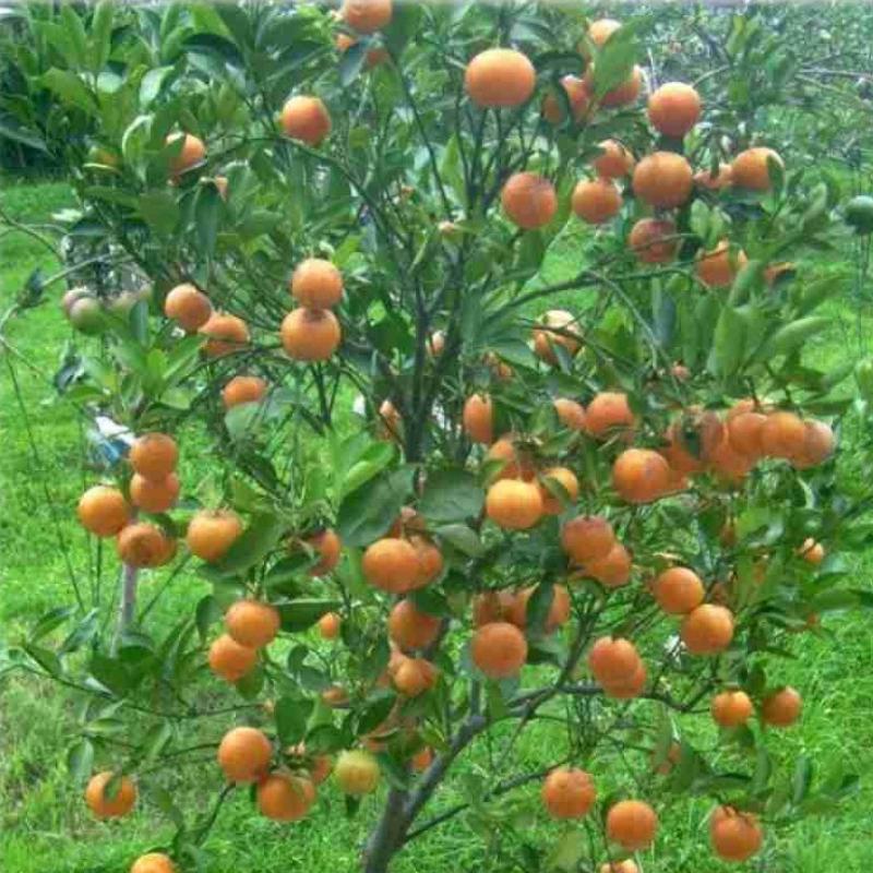 Jeruk Mandarin