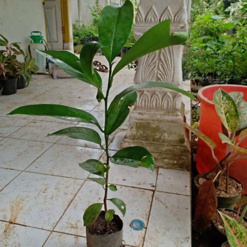 Jual bibit tanaman buah buni-pohon buni-huni-bignay fruit di Seller ...