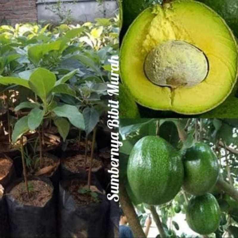 Jual Bibit Alpukat Markus - Alpukat Kendil - Alpukat Super Jumbo di ...