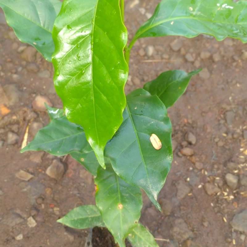Jual Bibit Tanaman Buah Kopi Arabika Pohon Buah Kopi Arabika Di Seller ... Jual Bibit Tanaman Buah Kopi Arabika Pohon Buah Kopi Arabika Di Seller ...