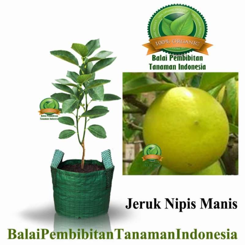 Jual bibit jeruk nipis manis / bibit buah / tanaman di Seller bibit ...