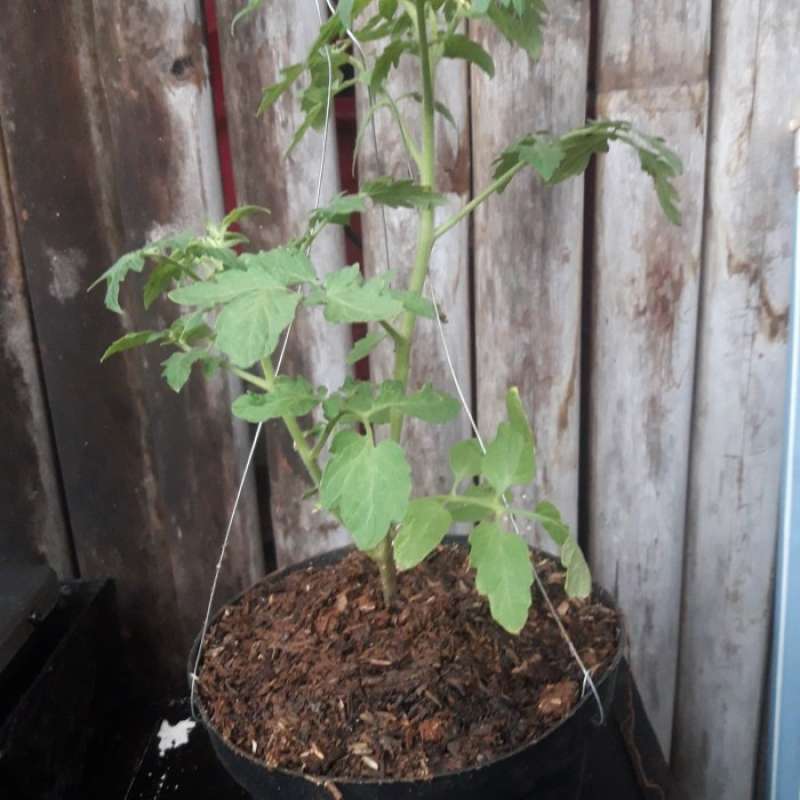 Jual Tanaman Buah Tomat Cherry Dalam Pot- Tanaman Buah Tomat Ceri Di ...