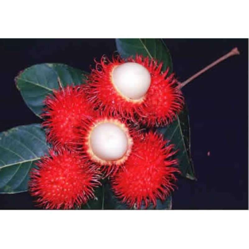 Jual bibit tanaman buah rambutan aceh benih pohon di dalam pot ...