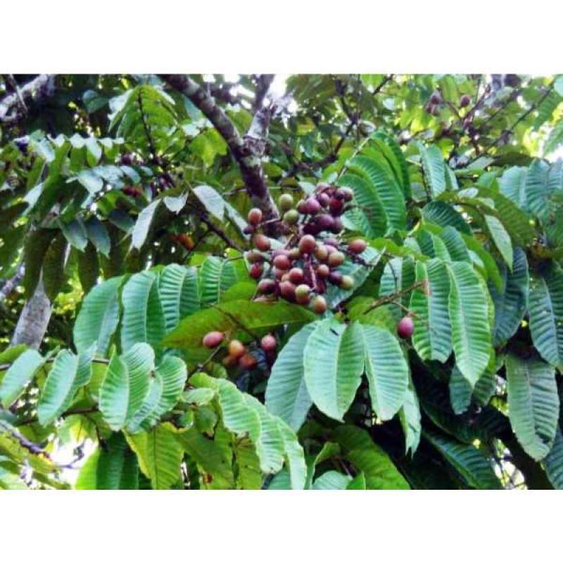 Jual Bibit Buah Tanaman Matoa Di Seller Bibit Tanaman05 - Majalengka ...