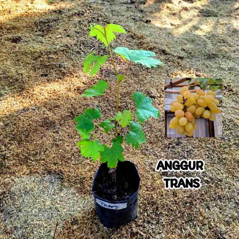 Jual Bibit Anggur Transfiguration Grafting Tanaman Buah Anggur Import ... Jual Bibit Anggur Transfiguration Grafting Tanaman Buah Anggur Import ...