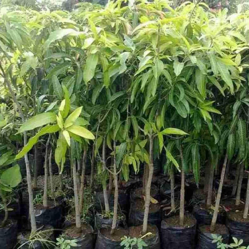 Jual KW WAHID! BIBIT TANAMAN BUAH MANGGA CHAUK ANAN THAILAND ORIGINAL ... Jual KW WAHID! BIBIT TANAMAN BUAH MANGGA CHAUK ANAN THAILAND ORIGINAL ...