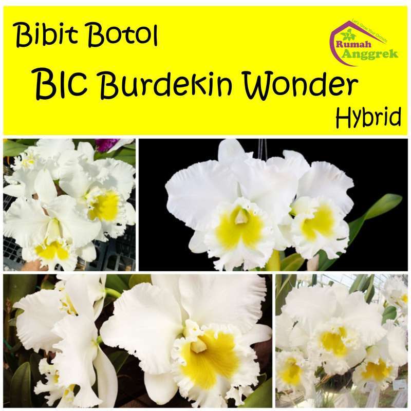 Jual Bibit Botol Rlc Burdekin Wonder anggrek blc cattleya rhyncholaelia ...