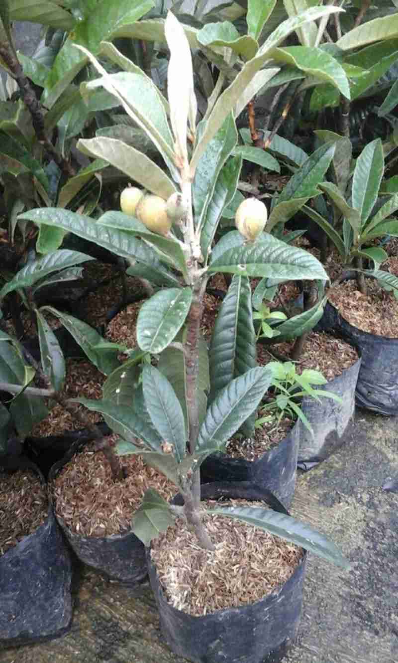 Pohon Leci Dalam Pot