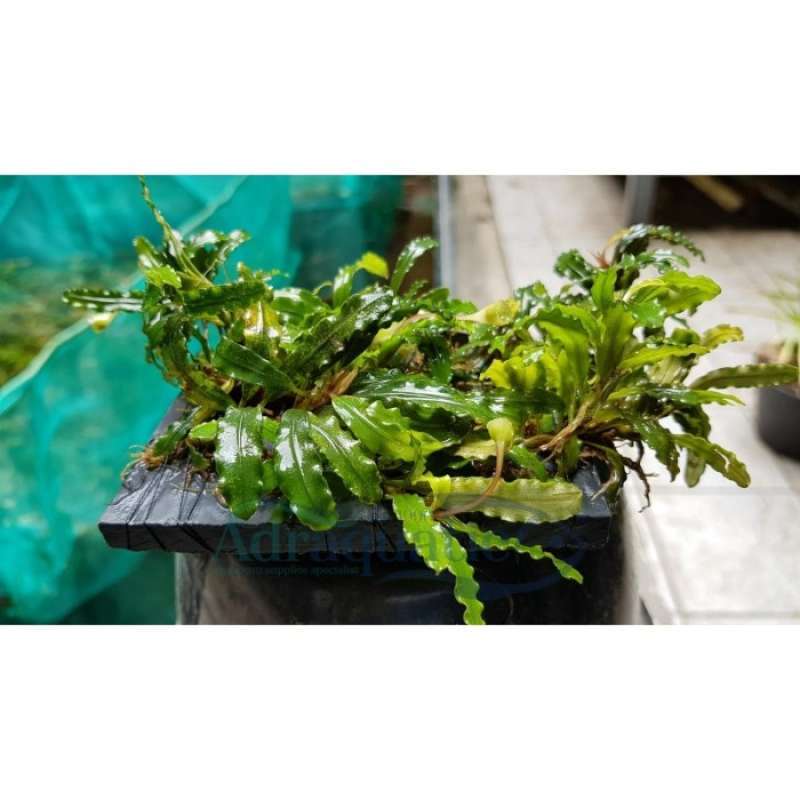 Jual Tanaman Aquascape Buce Terdekat 🏷️ Harga Grosir Murah Terupdate ...
