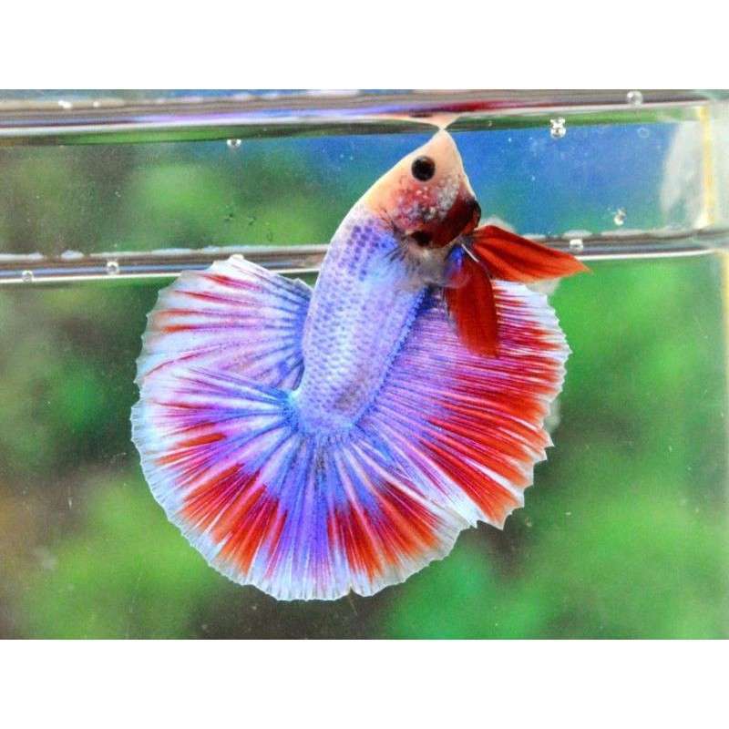 Jual betta fish cupang halfmoon super red dan yellow jantan KUALITAS ...
