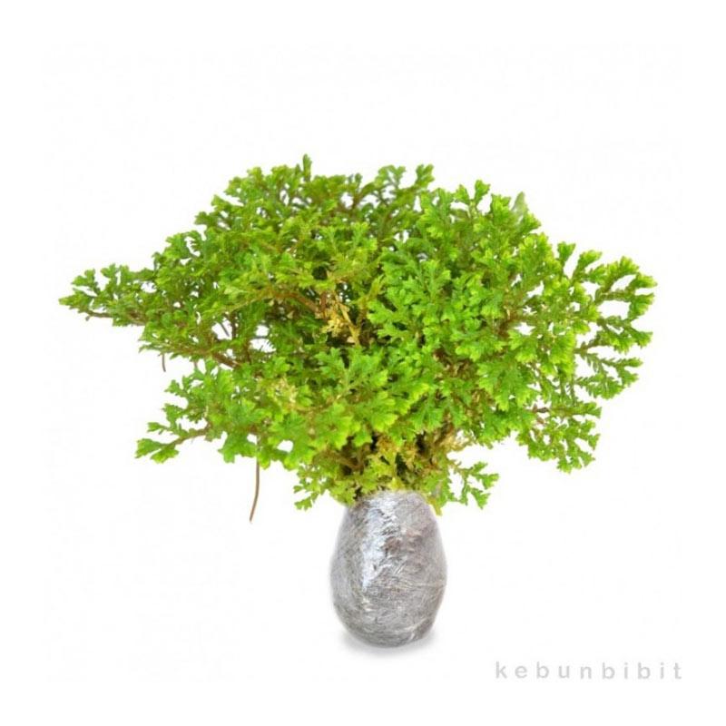 Jual ZPLANT Ande Ande Lumut Pohon Daun Cakar Ayam Warna Unik Tanaman ...