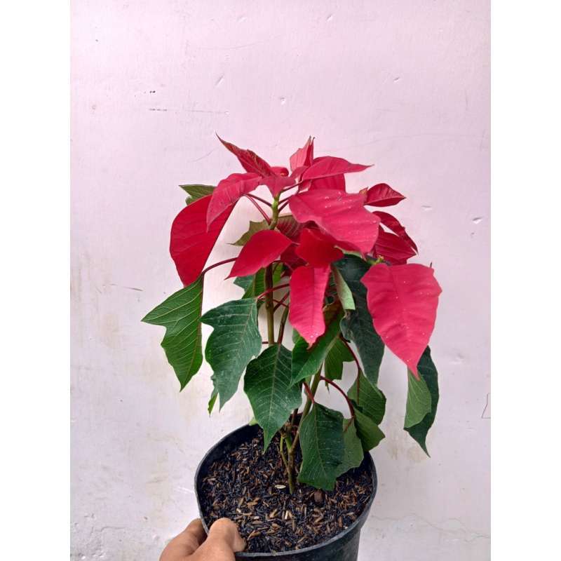 Jual Tanaman Katsuba Original Murah - Harga Diskon Juli 2024 | Blibli.com