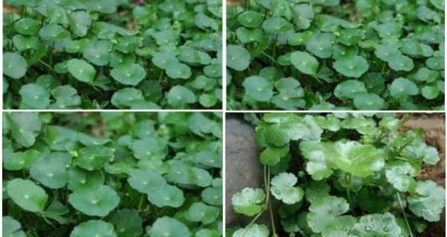 Promo Daun Pegagan Segar atau Antanan atau Semanggi Gunung 700 gram ...