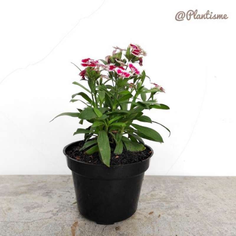 Jual Dianthus Chinensis | Chinese Pink Tanaman Bunga Hias Taman Tahan ...