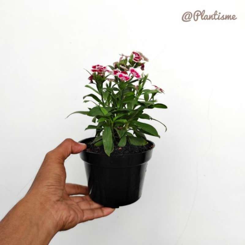 Jual Dianthus Chinensis | Chinese Pink Tanaman Bunga Hias Taman Tahan ...