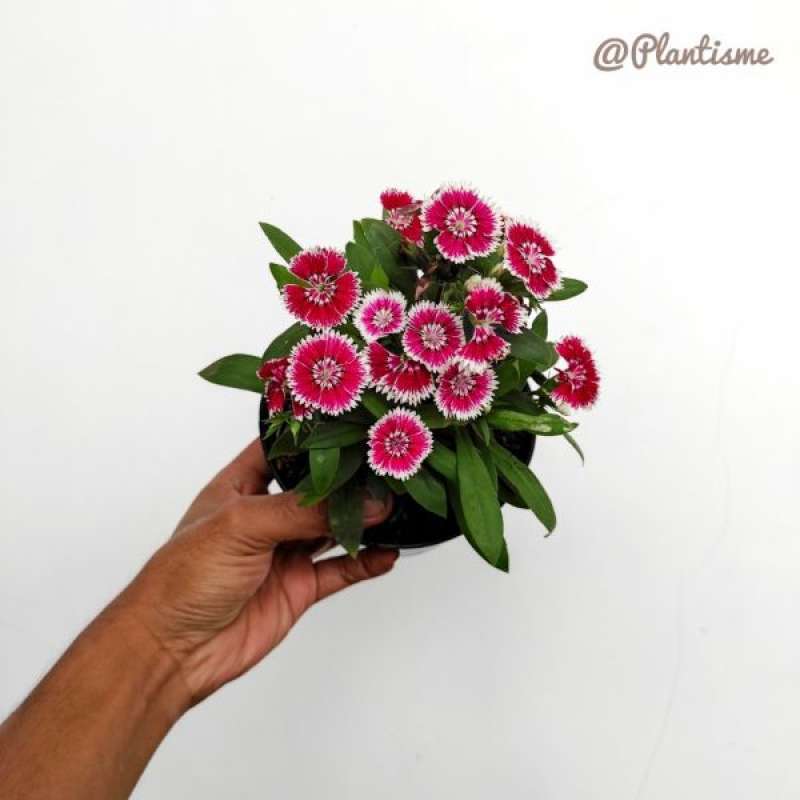 Jual Dianthus Chinensis | Chinese Pink Tanaman Bunga Hias Taman Tahan ...