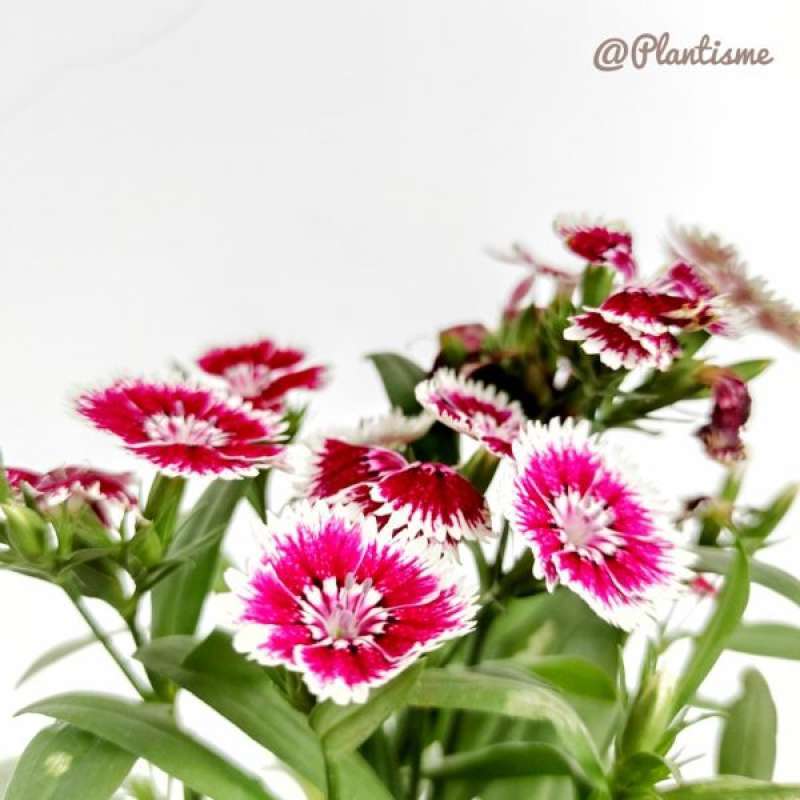 Jual Dianthus Chinensis | Chinese Pink Tanaman Bunga Hias Taman Tahan ...