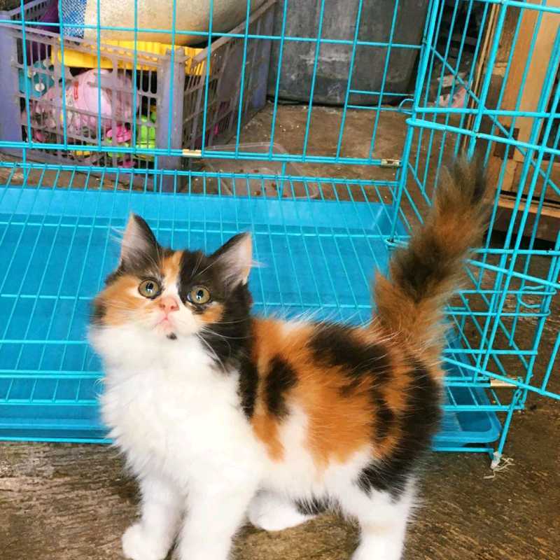 Anak Kucing Anggora Persia