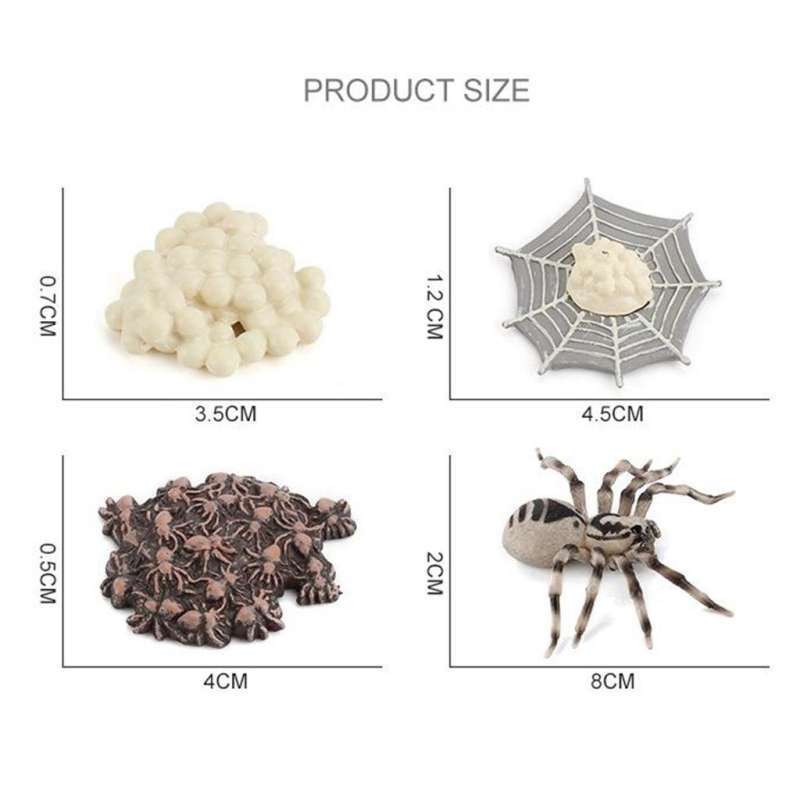 Jual , Life Cycle Of Spider. Realistic Insect Animal Figurine Model Di ...