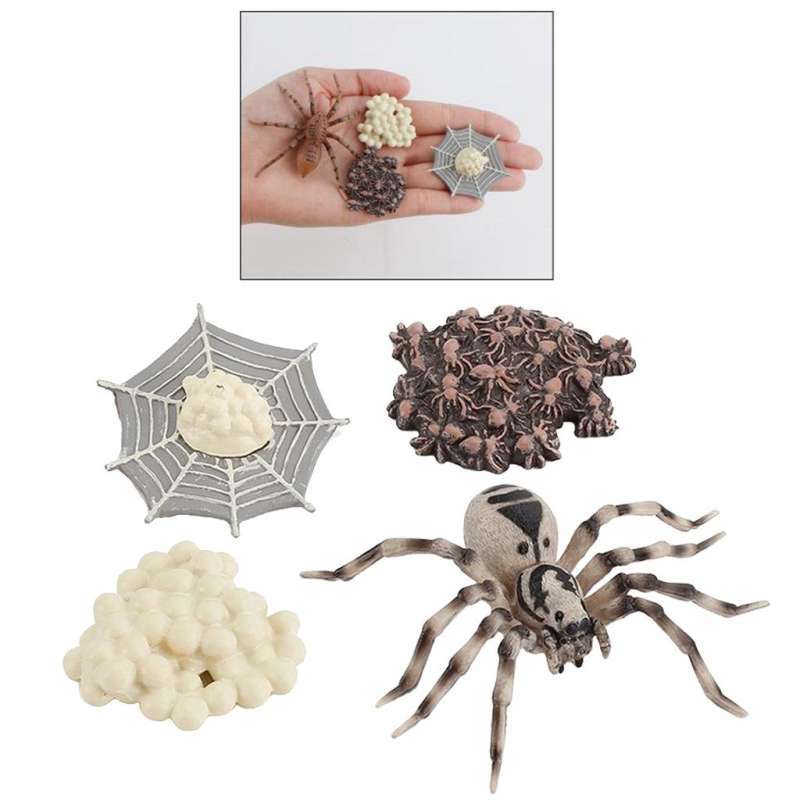 Jual , Life Cycle Of Spider. Realistic Insect Animal Figurine Model Di ...