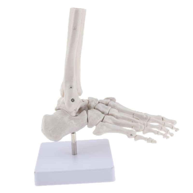 Jual Anatomical 1:1 Human Foot Ankle Joint Skeleton Model, Study ...