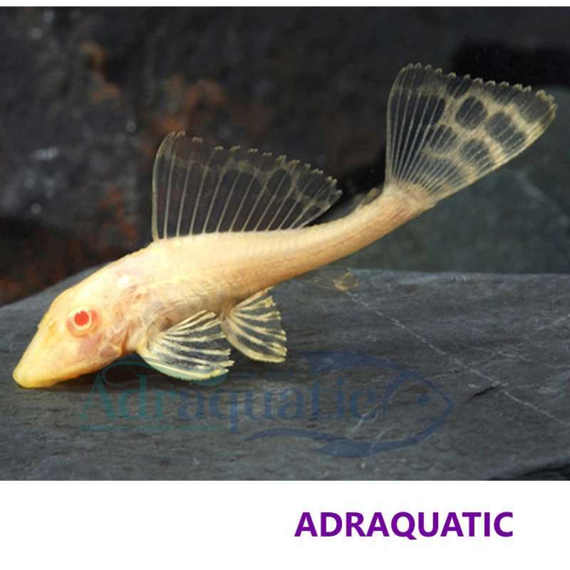 Jual IKAN HIAS SAPU-SAPU ALBINO ALGAETER ALGAE EATER PLECO AIR TAWAR di ...