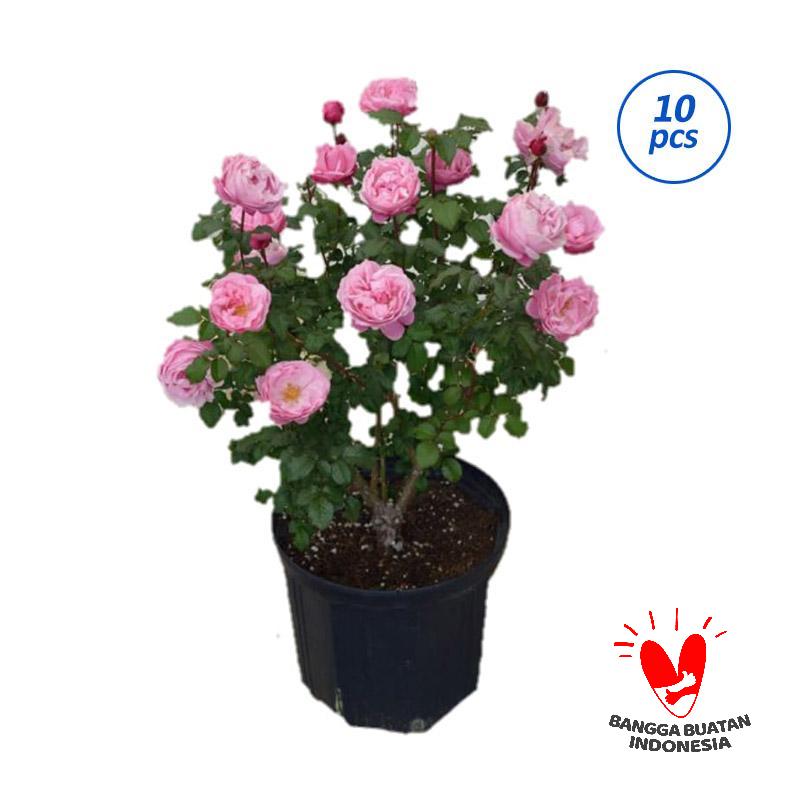 Jual Morningseed Bibit Bunga Mawar Rambat Tanaman [10 Pcs] di Seller ...