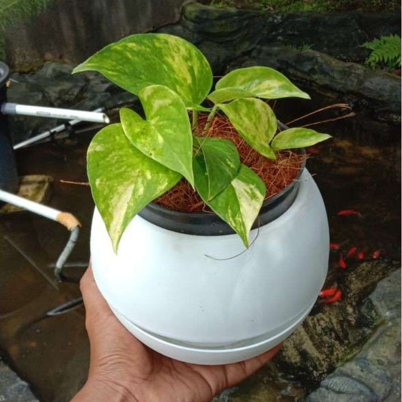 Jual Tanaman Hias Sirih Gading Belanda/Sirih Golden/Sirih Gading ...