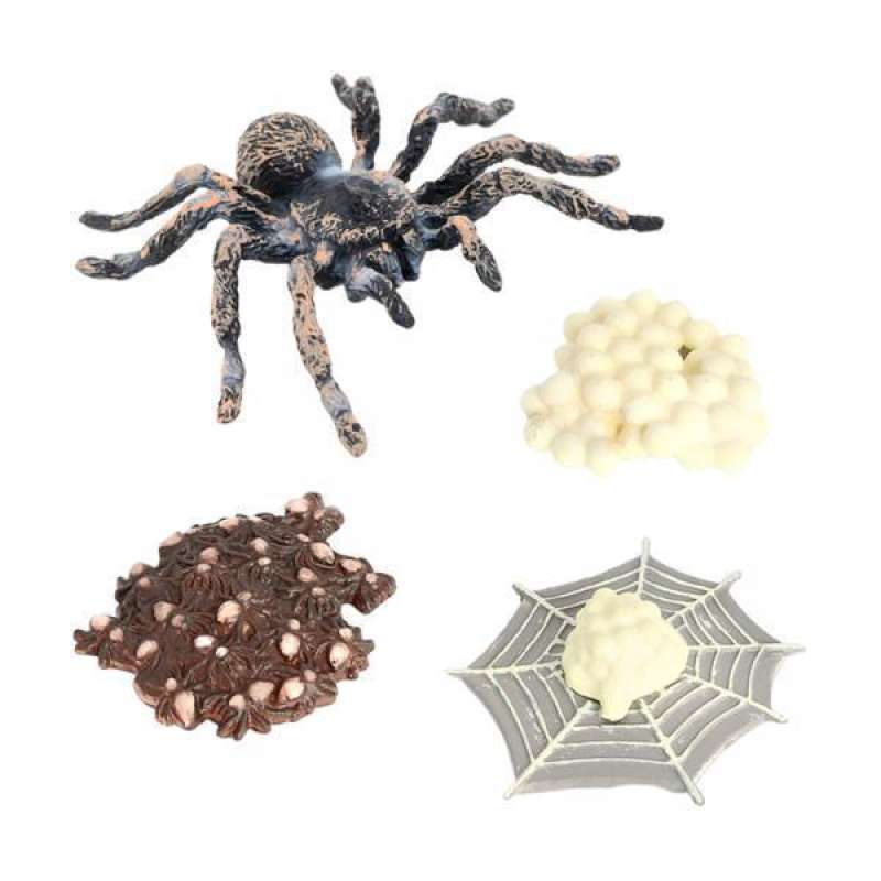 Jual 10xRealistic Plastic Spider Growth 4 Stages Lifelike Life Cycle ...