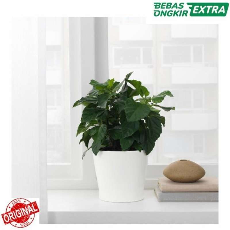 Jual Inspirasi Pot Bunga Mungil Keramik Cantik Ukuran Tinggi12cm_Putih ...