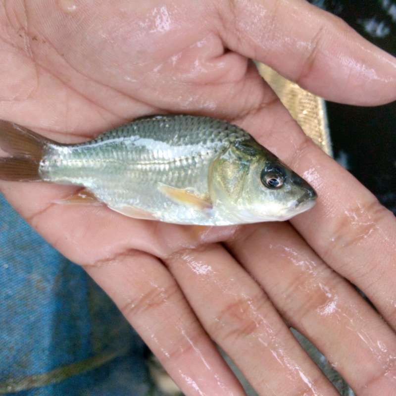 Jual Bibit Ikan Mas Komsumsi size 7-9cm di Seller Tony Ardiyansyah fish ...