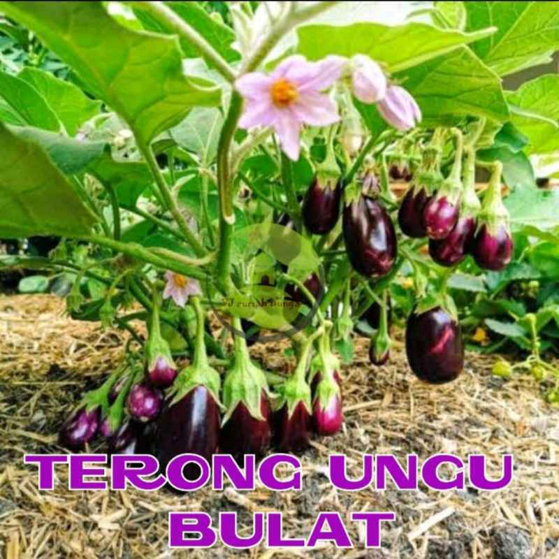 Pohon Terong Ungu Di Pot