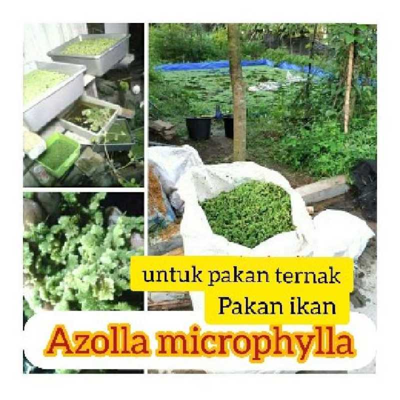 Jual 1kg azolla microphylla 1kg, azola pinata azola, indukan bibit ...