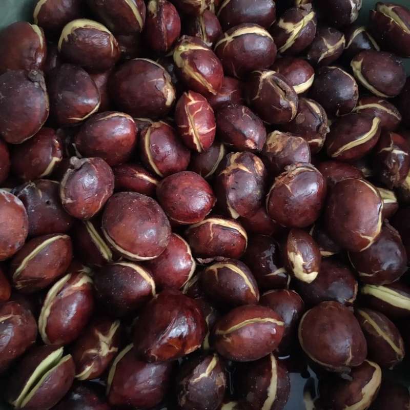 Promo Jengkol Jariang Joriang Segar 500g Dari Kampuang Nan Jauah Dimato ...