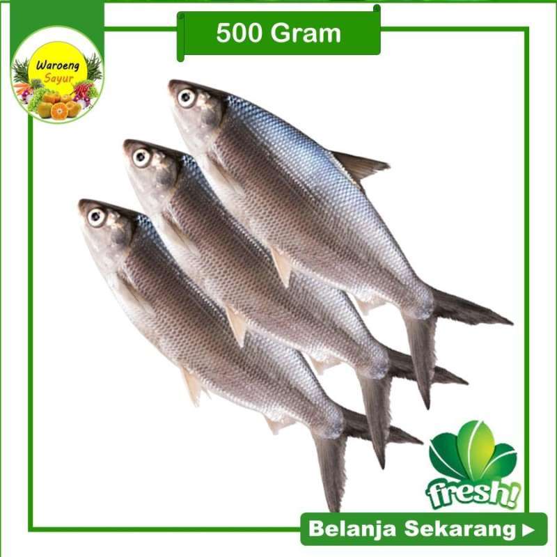 Jual Ikan Bandeng Segar Fresh 500 Gram Ikan Hasil Laut Segar Bogor di ...