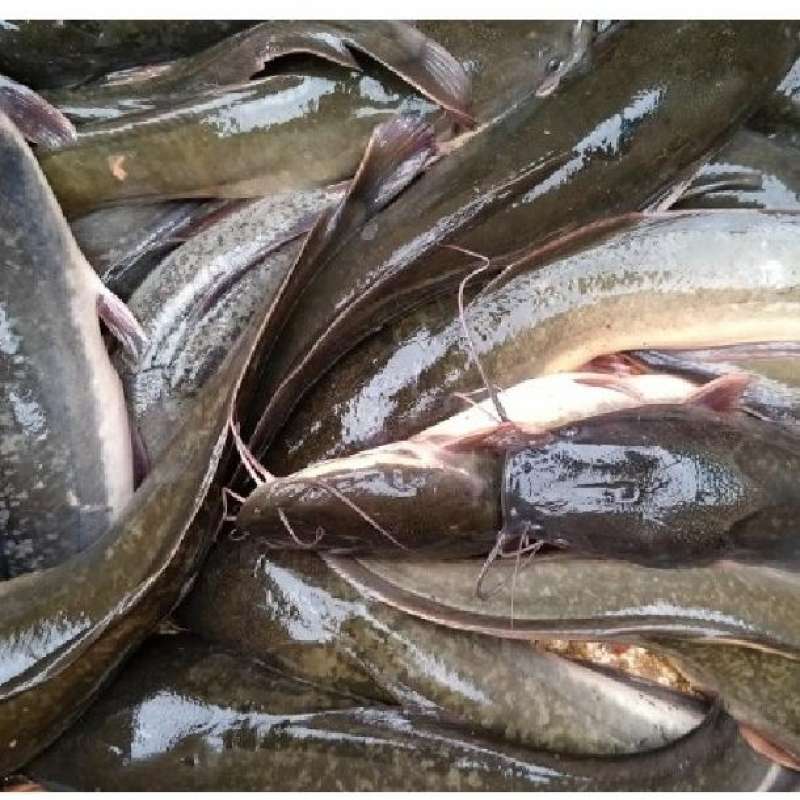 Ikan Lele 1 Kilo Gratis Ongkir 🏷️ Harga Murah Juni 2026