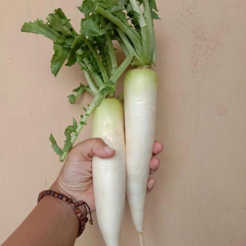 Jual sayur segar lobak putih 1 buah Halal di Seller Rasaki hydroganic ... Jual sayur segar lobak putih 1 buah Halal di Seller Rasaki hydroganic ...